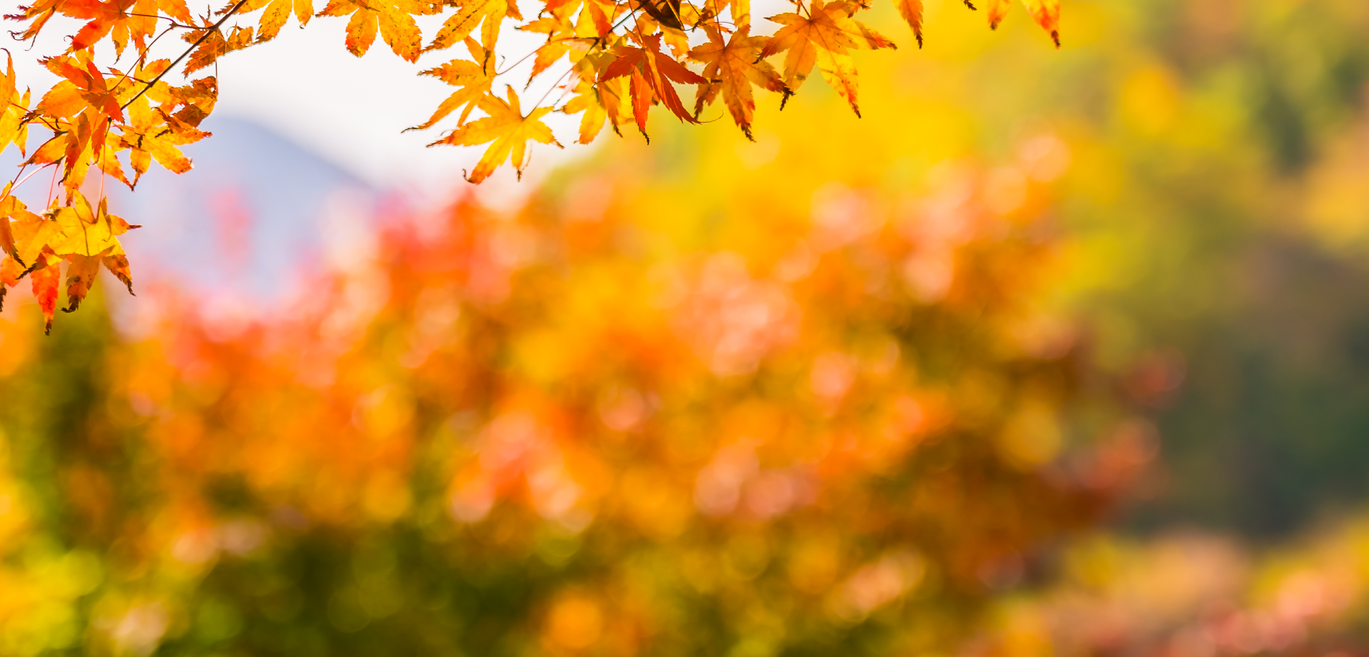 LTS - Video Solutions for Security Professionals